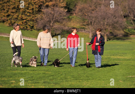 Woman walking with a happy group dogs in the park Stock Photo - Alamy