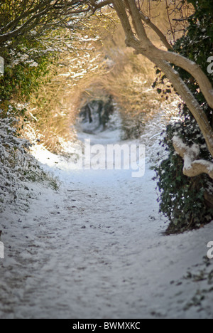 Snow covered woodland Stock Photo - Alamy