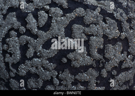 Pyrite on Shale Concretion - Yunnan China Stock Photo - Alamy