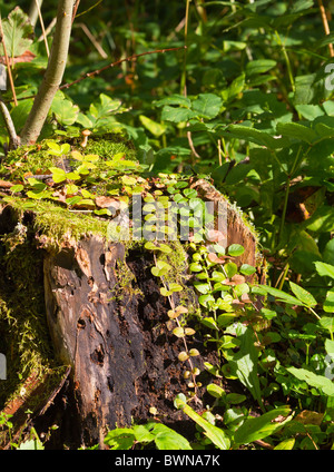 Old tree Stump in Glen Shiel, Scotland Stock Photo - Alamy