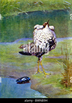 Illustration Of Ruff Stock Photo - Alamy