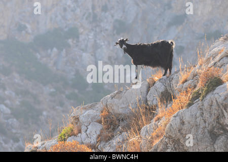 Goat on the rocks of Crete mountains, Greece, Europe Stock Photo - Alamy