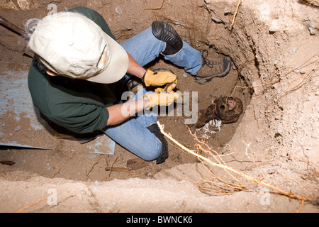 Archeologist exhuming a body, sitting in a grave, carefully examining ...
