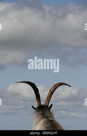 Wild mountain goat at Dinorwic quarry in Llanberis in the Snowdonia ...