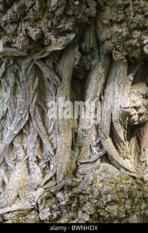 Heavily grooved bark of Robinia (Robinia pseudoacacia), Laren ...