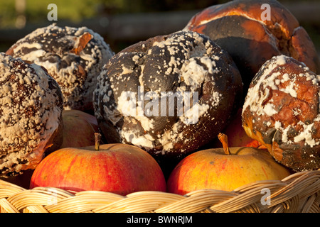 Rotten bad apple in a basket of green apples Stock Photo: 21062354 - Alamy