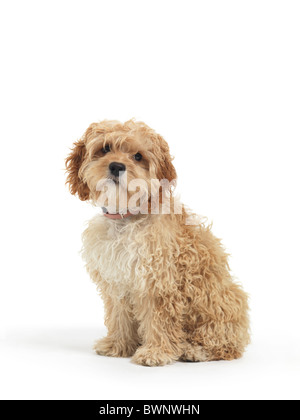 Cockapoo, Cocker spaniel cross Poodle puppy with paw raised Stock Photo ...