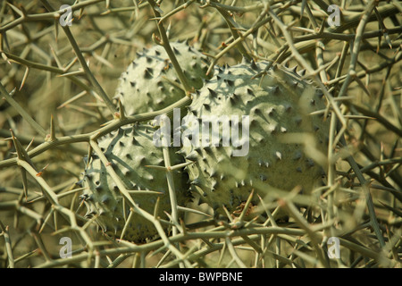 Desert, Nara fruits, detail, Namibia, Africa, Nara, fruits, Sand, water ...