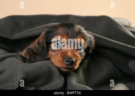 portrait of Brown young teckel dog isolated on white background Stock ...