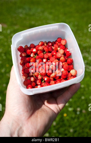 Hand holding a freshly picked strawberry outdoors, symbolizing a ...
