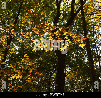 Europe, England, Forest of Dean. Beech tree in The Fall abstract Stock ...