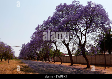 Jacaranda trees throw shadows on a broad street in the city of Bulawayo ...