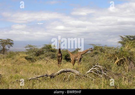 Africa Kenya Kimana area scenery landscape landscape safari wilderness ...