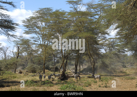 Africa Kenya Kimana area landscape savanna wilderness nature wildlife ...