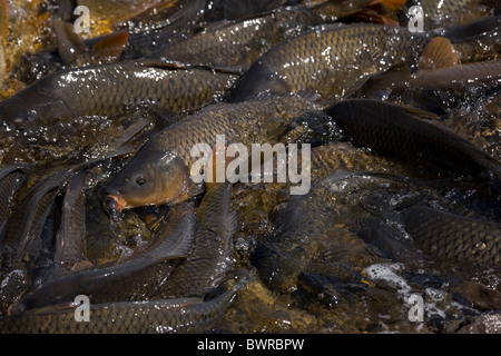 Carp (Cyrinus carpio) New York USA Swimming up channel from canal in ...