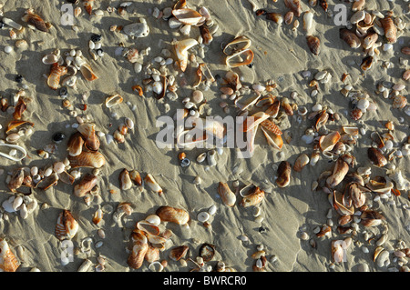 Antigua Shells Beach Hermitage Bay Resort Caribbean Island Sea slugs ...