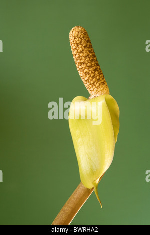 Flower of Aroid Palm (Zamioculcas zamiifolia Stock Photo - Alamy