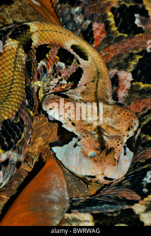 GABOON VIPER Bitis gabonica Africa Stock Photo - Alamy