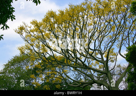 Feather Duster Tree, Tower Tree or Brazilian Firetree, Schizolobium ...