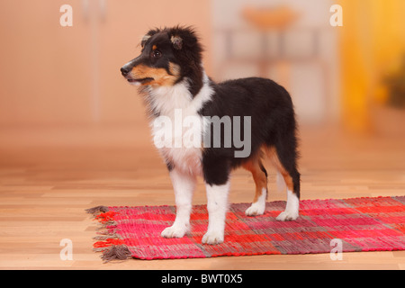 Sheltie, puppy, 4 1/2 months, Shetland Sheepdog, slipper, phase of milk ...