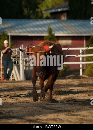 Cowboy roping young steer on horseback, sun shining through dust, oak ...