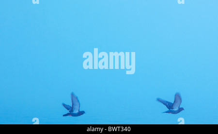 two pigeons flying in the blue sky,light, mail delivery, peace on earth ...