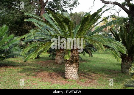 Natal Cycad, Encephalartos natalensis, Zamiaceae, South Africa Stock ...