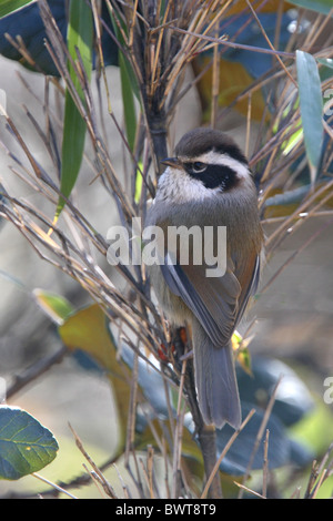 White-browed fulvetta (Alcippe vinipectus) perched, Gaoligong Mountain ...