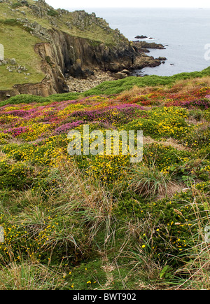Heather and gorse on the coast of Cornwall Stock Photo - Alamy