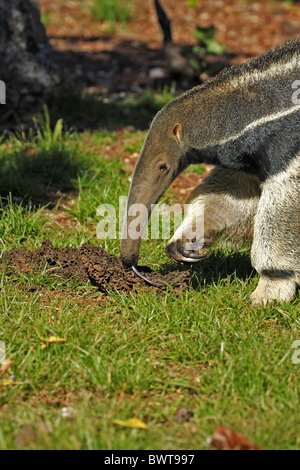 fressend - feeding Portrait giant anteater anteaters xenarthra Stock ...