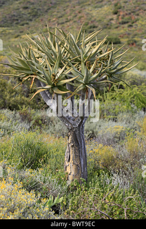 Blaetter - leaves tree trees aloe aloes plant plants "quiver tree Stock ...
