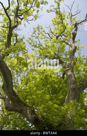 An ancient Common Ash tree (fraxinus excelsior) on the Welsh borders ...