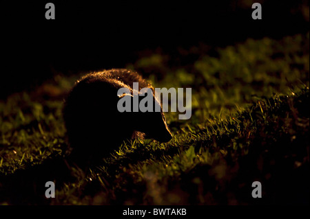 abstract amusing animals atmospheric backlit black black background ...