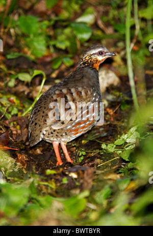 Partridges of Thailand Stock Photo - Alamy
