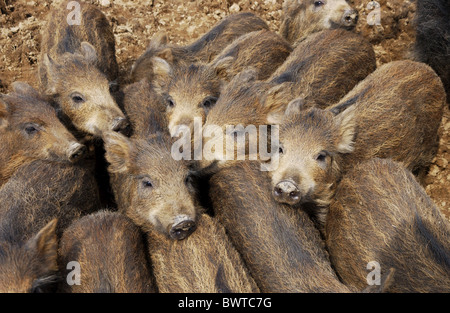 Wild Boar Lancashire. boar boars pig pigs wild omnivore omnivores Stock ...