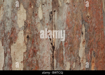 Gum tree bark Stock Photo - Alamy