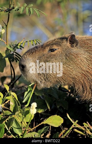 fressend - feeding capybara capybaras rodent rodents "south america ...