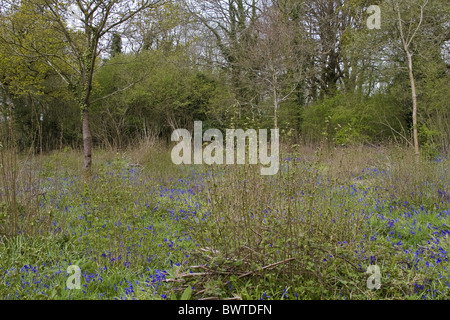 April Avellana Betulaceae Cobnut Cobnuts Common Coppice Coppiced Stock ...