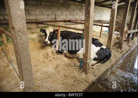 Holstein bedding cow cubicle dairy sawdust friesian friesians holstein ...
