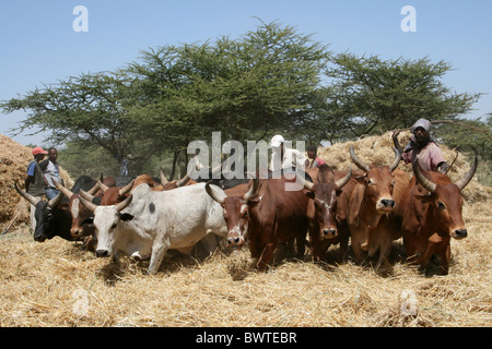 Ethiopian Oromo Farmer Threshing Teff With Cows Stock Photo - Alamy