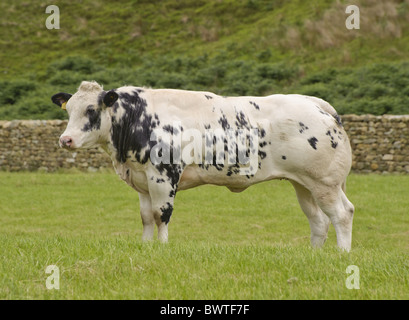 British Blue Dunsop Bridge beef cattle heifers cattle cow cows bovid ...