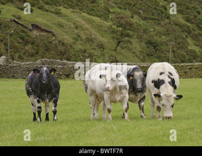 British Blue Dunsop Bridge beef cattle heifers cattle cow cows bovid ...