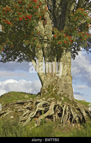 roots berries trees mountain ash rowan Scotland autumn Sorbus aucuparia ...
