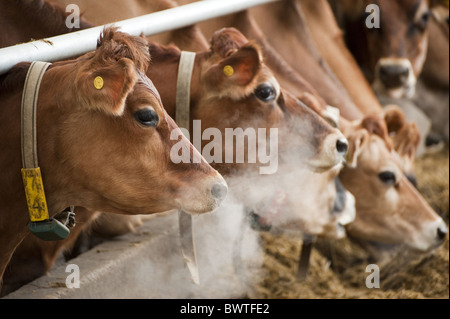 dairy TMR total mixed ration silage cattle Jersey feed cattle cow cows ...