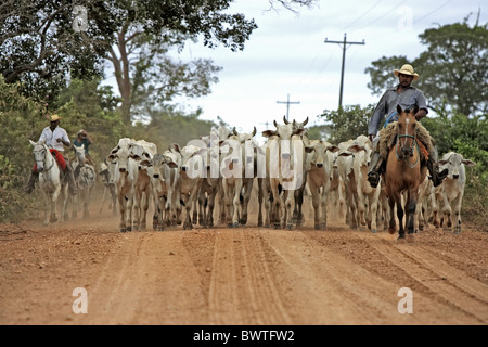 Domestic Cattle, Indo-Brazilian Zebu herd, being driven along road ...