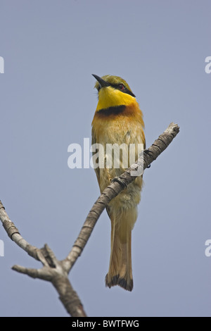 Little bee-eater perched Stock Photo - Alamy