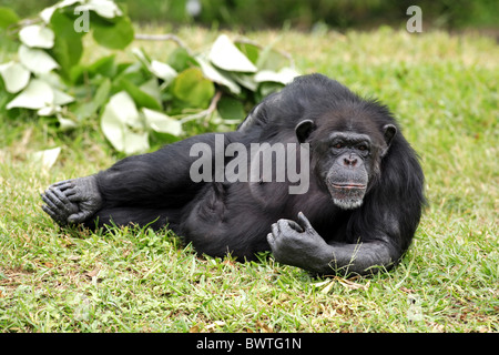 weiblich - female chimpanzee chimpanzees chimp chimps ape apes primate ...