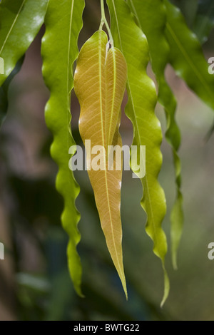 Indian Mast Tree Pendula Polyalthia longifolia Ashoka Tree Mast Tree ...