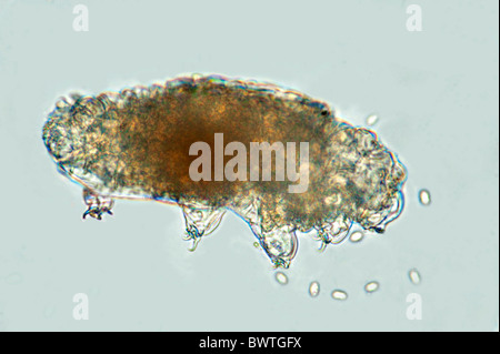 Water Bear, Phylum Tardigrade, showing all eight 8 legs, microscopic ...