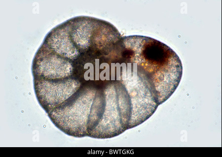 Single Cellular Protist Small marine creature which builds a delicate ...